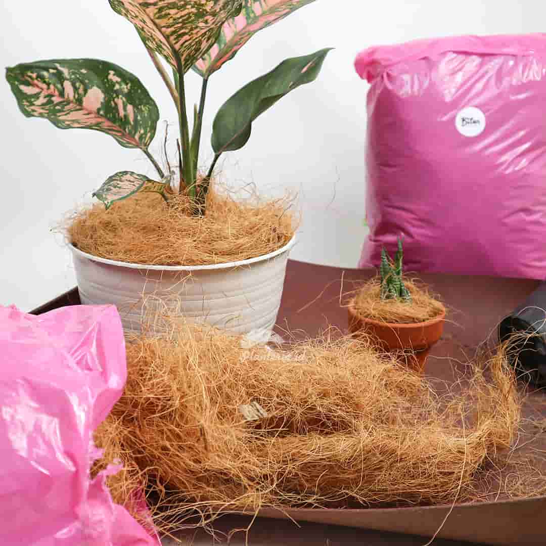 Store Planteria ID – Produk-Produk dari Planteria Id